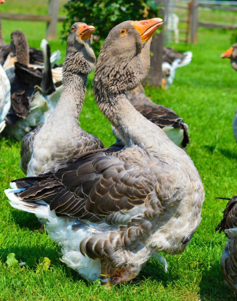 Raising Giant Dewlap Toulouse Geese and Heritage Narragansett Turkeys ...